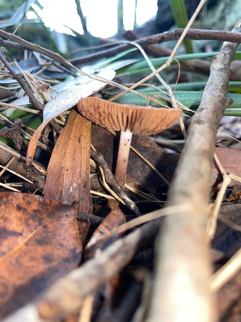 Thaxterogaster submagellanicus from Sydney NSW, Australia on July 10 ...