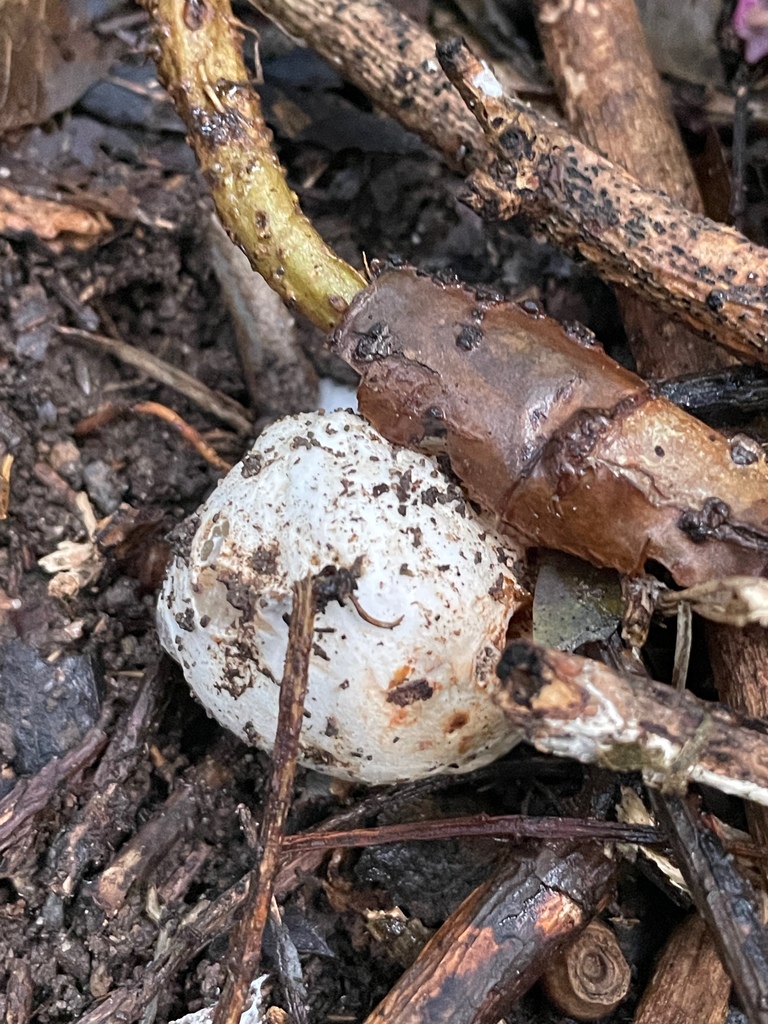 smooth cage fungus from Sydney NSW, Australia on July 10, 2024 at 08:37 ...