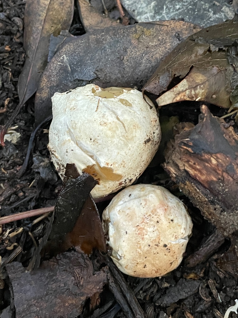 smooth cage fungus from Sydney NSW, Australia on July 10, 2024 at 08:33 ...