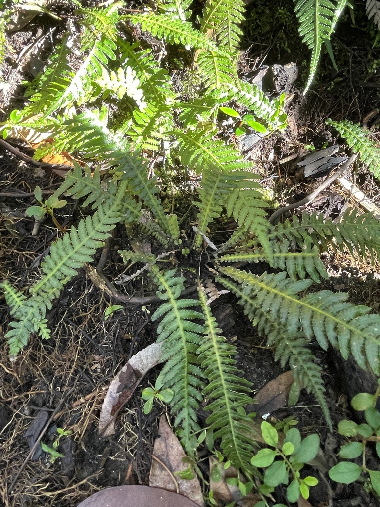 Prickly Rasp fern from Willis Park, Middle Cove, NSW, AU on July 10 ...