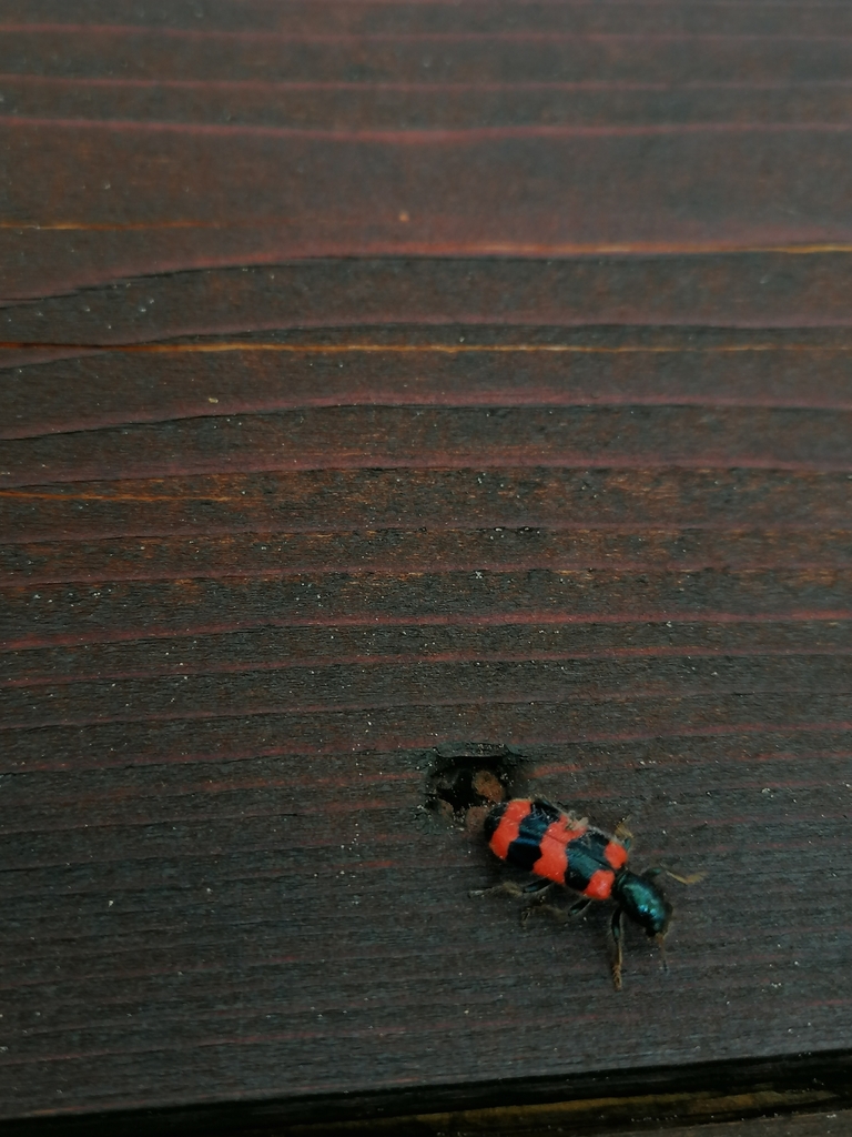 Bee-eating Beetle from Pieve Tesino on July 10, 2024 at 01:24 PM by ...