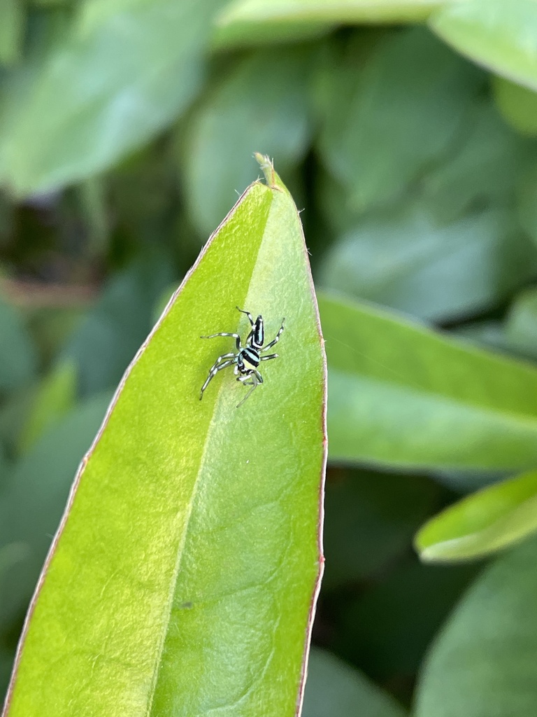North Queensland Jumping Spider from Main St, Proserpine, QLD, AU on ...