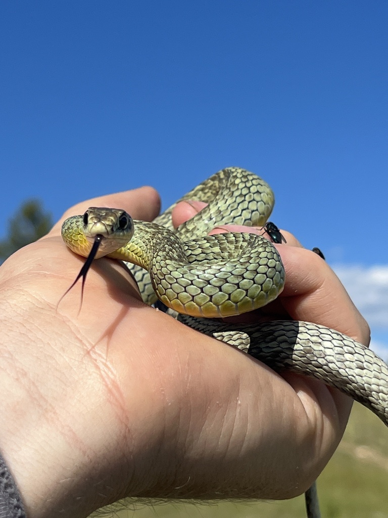 Eastern Yellow-bellied Racer from Black Hills National Forest, Sundance ...