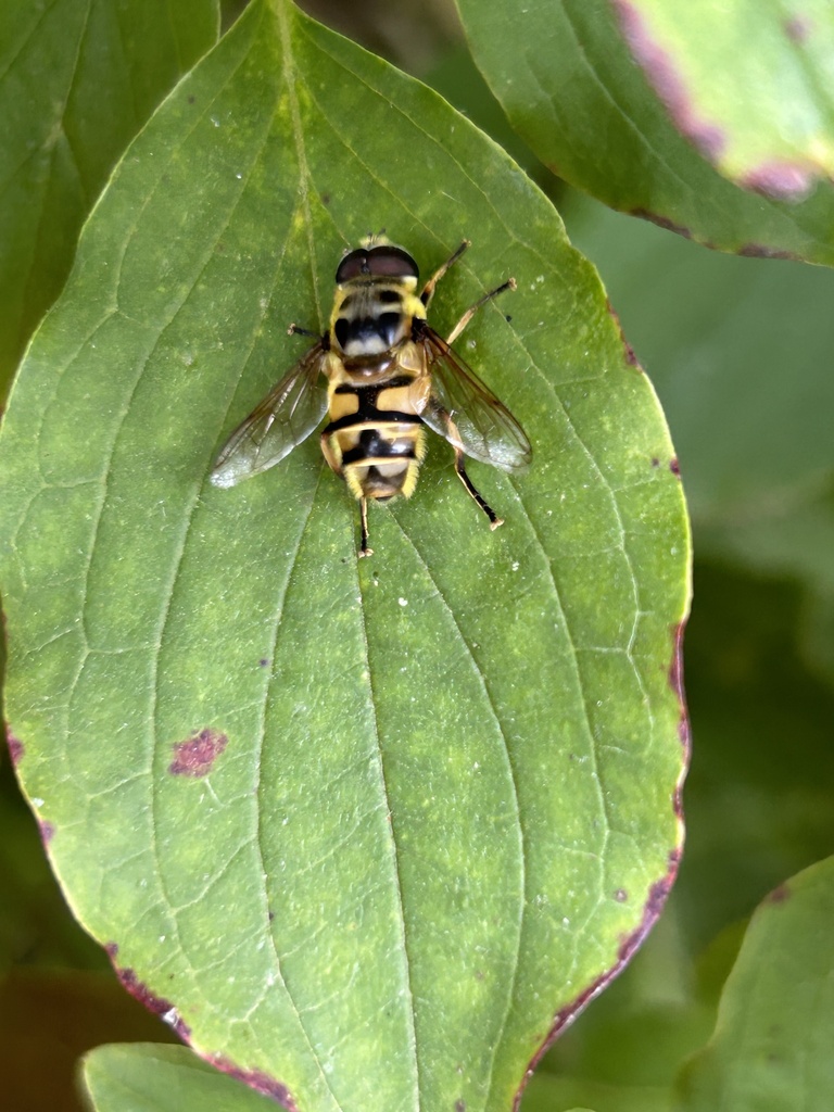 Yellow-haired Sun Fly from Dlhé Diely, Hlohovec, TA, SK on July 10 ...