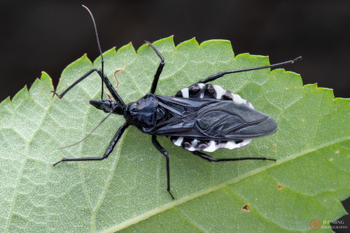 Japanese Assassin Bug (Agriosphodrus dohrni) · iNaturalist United Kingdom