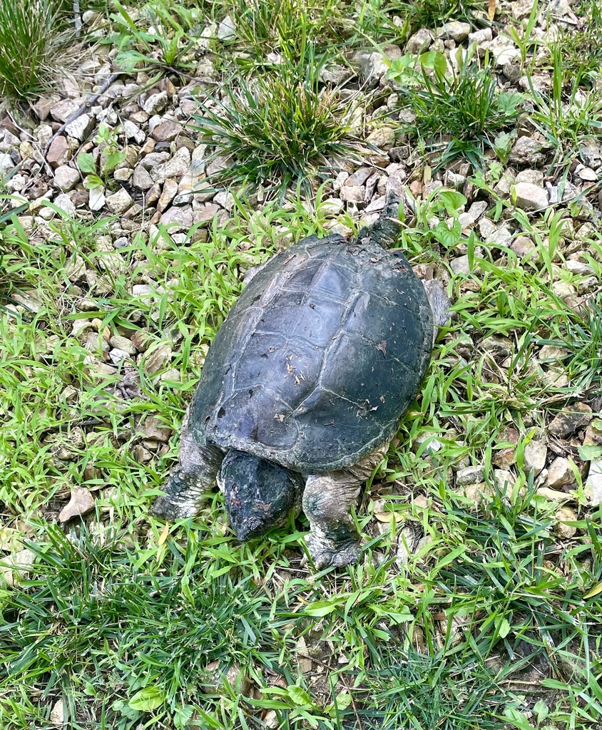 Common Snapping Turtle from Frank Warren Park, Topeka, KS, US on July ...