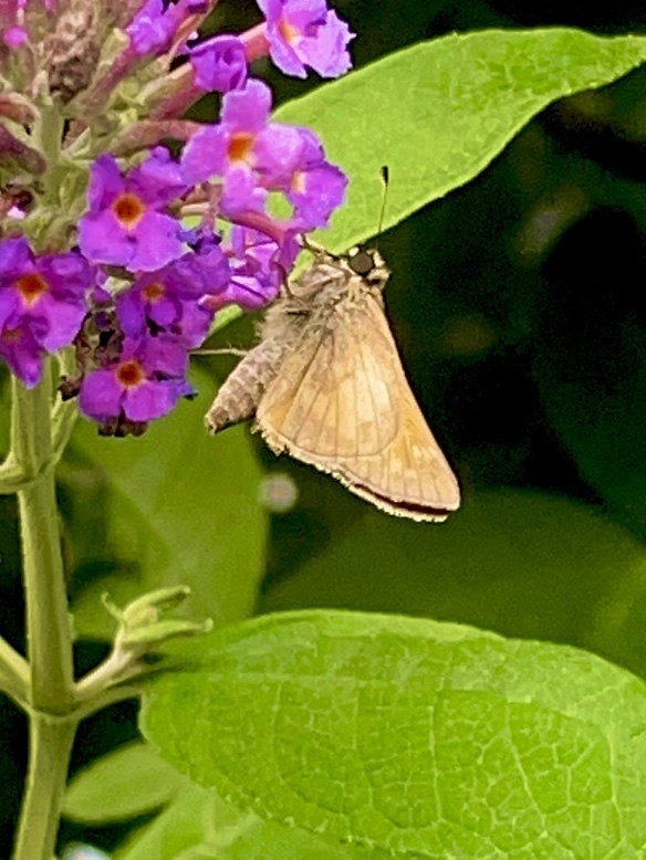 Huron Sachem in July 2024 by Maggie Bartolovich · iNaturalist
