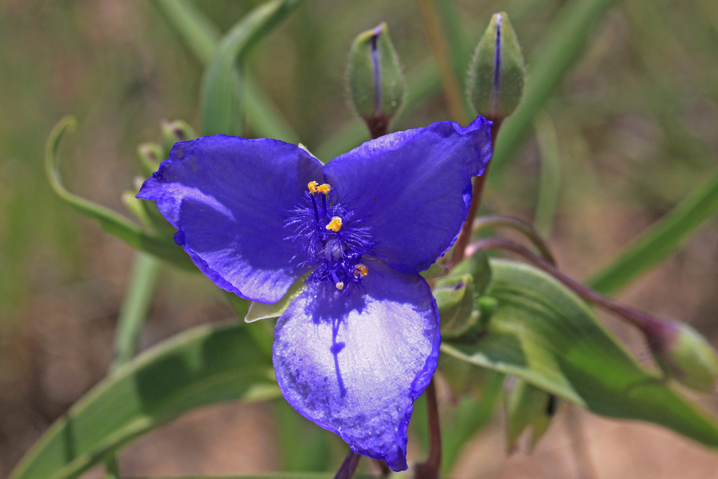 Western Spiderwort (Jimmy Camp and Corral Bluffs Plants) · iNaturalist