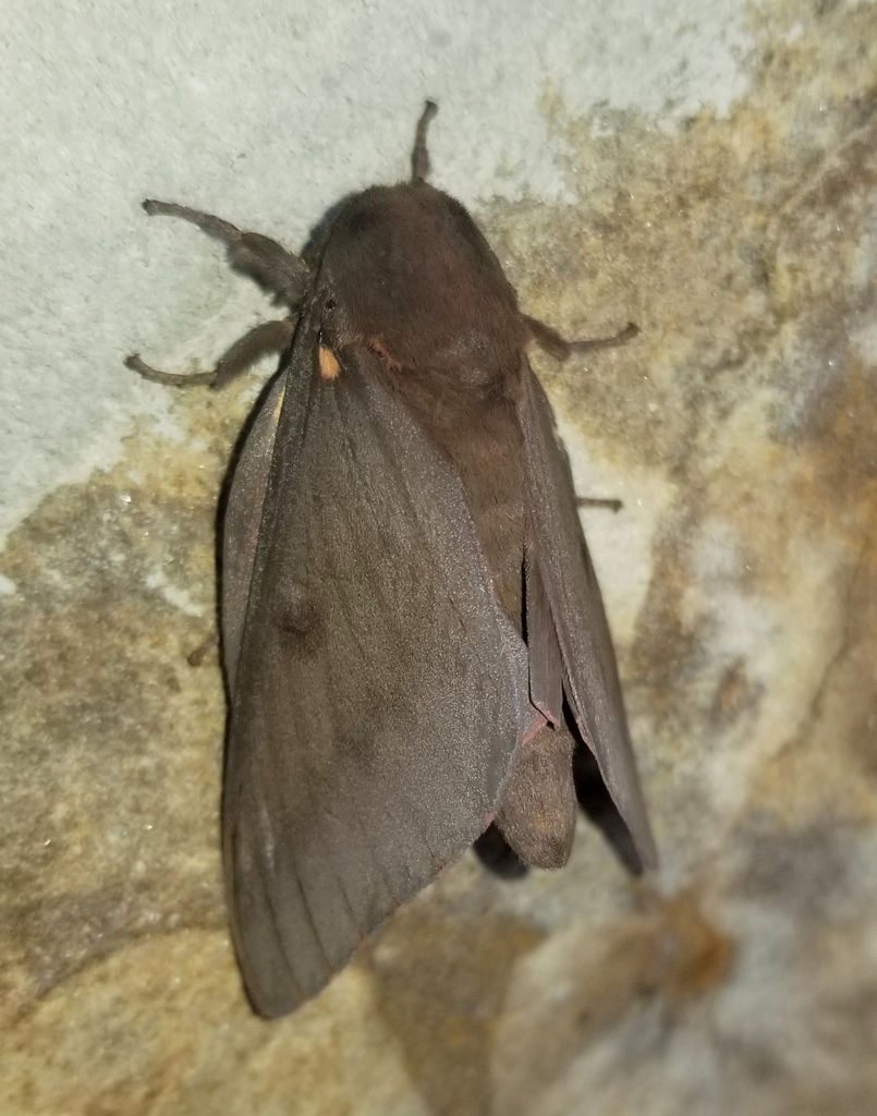 Pine-devil Moth from Fentress County, TN, USA on July 10, 2024 at 09:55 ...