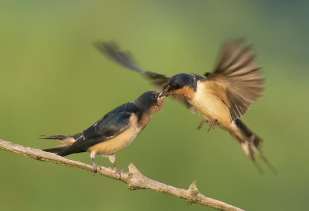 Barn Swallow from Siebenthaler Fen Boardwalk - Beavercreek Wildlife ...