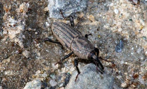 Bluegrass Billbug Weevil (Sphenophorus parvulus) · iNaturalist United ...