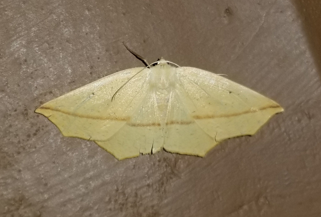 Yellow Slant-line from Fentress County, TN, USA on July 9, 2024 at 09: ...