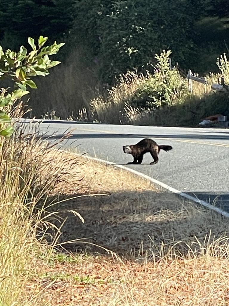 Wolverine in July 2024 by olybill · iNaturalist