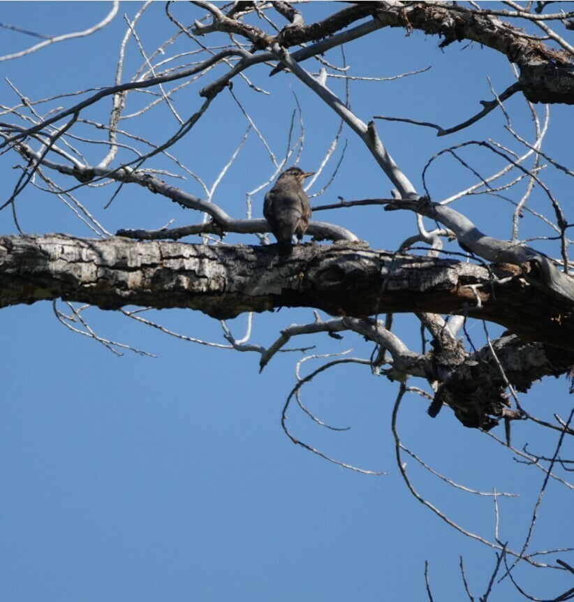 American Robin from Denver Audubon Nature Center on July 9, 2024 at 09: ...