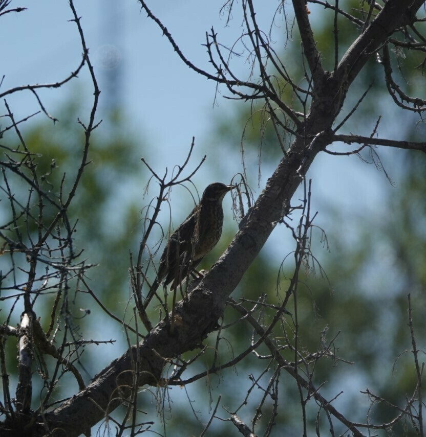 American Robin from Denver Audubon Nature Center on July 9, 2024 at 09: ...