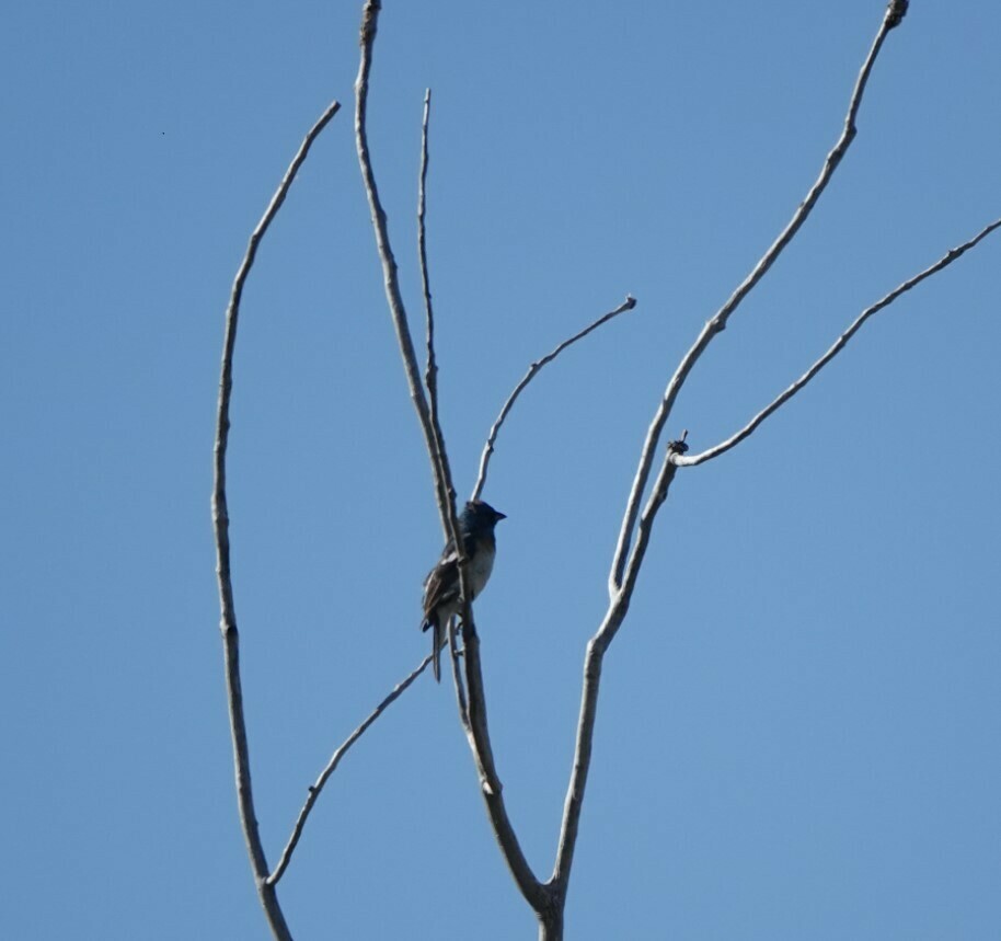 Lazuli Bunting from Denver Audubon Nature Center on July 9, 2024 at 08: ...