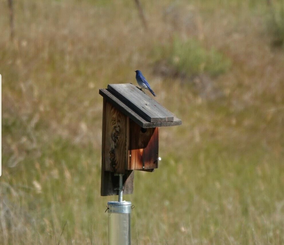 Mountain Bluebird from Denver Audubon Nature Center on July 9, 2024 at ...