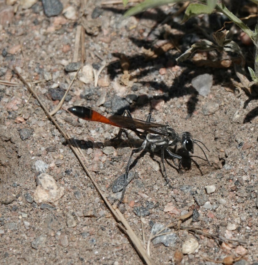 Common Thread-waisted Wasp from Denver Audubon Nature Center on July 9 ...