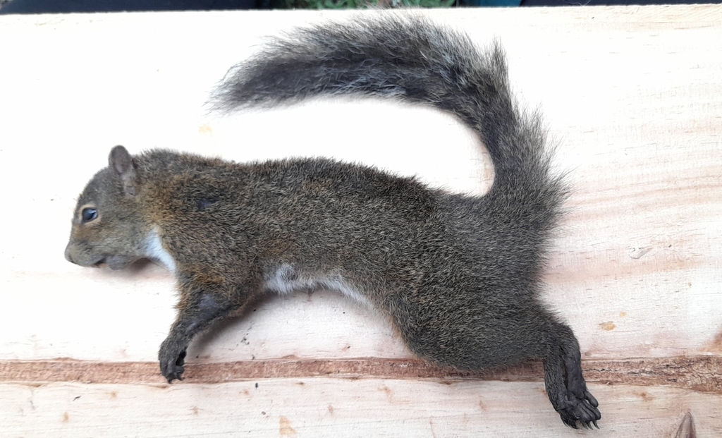 Andean Squirrel from 6M5J+J3, Pasto, Nariño, Colòmbia on July 10, 2024 ...
