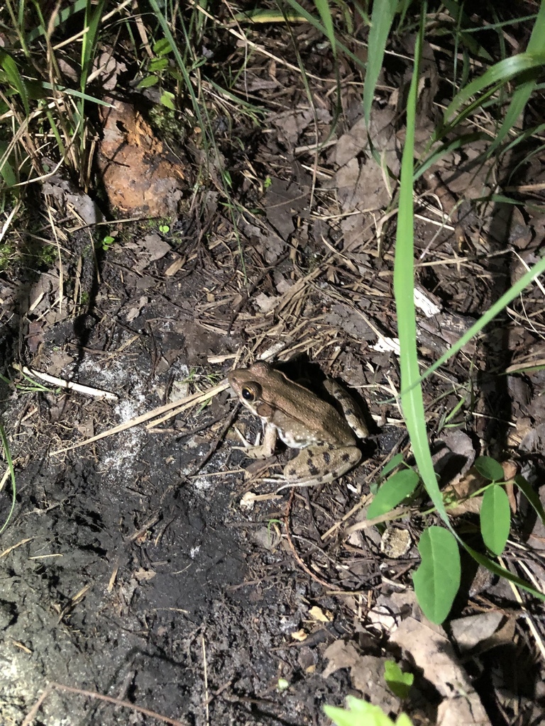 Green Frog from Okefenokee National Wildlife Refuge, Waycross, GA, US ...