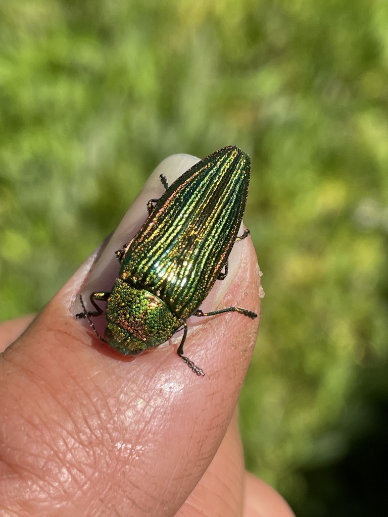 Buprestis intricata from Okanogan - Wenatchee National Forest, Loomis ...