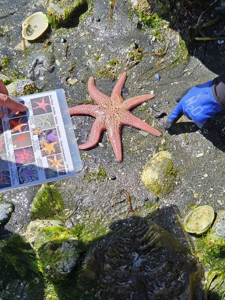 Giant Pink Sea Star from Greenbank, WA 98253, USA on June 21, 2024 at ...