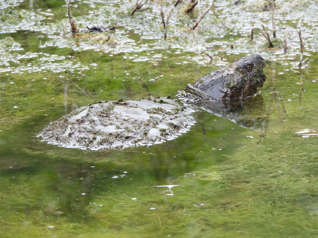 Common Snapping Turtle from Stony Creek Metropark Nature Center, 4300 ...