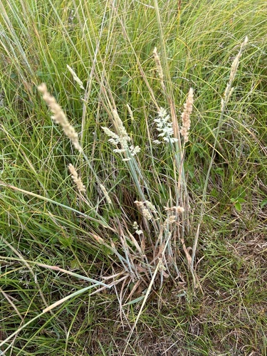 Yorkshire fog (LLNF Grassland Species) · iNaturalist