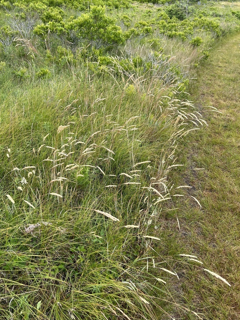 Yorkshire fog (LLNF Grassland Species) · iNaturalist
