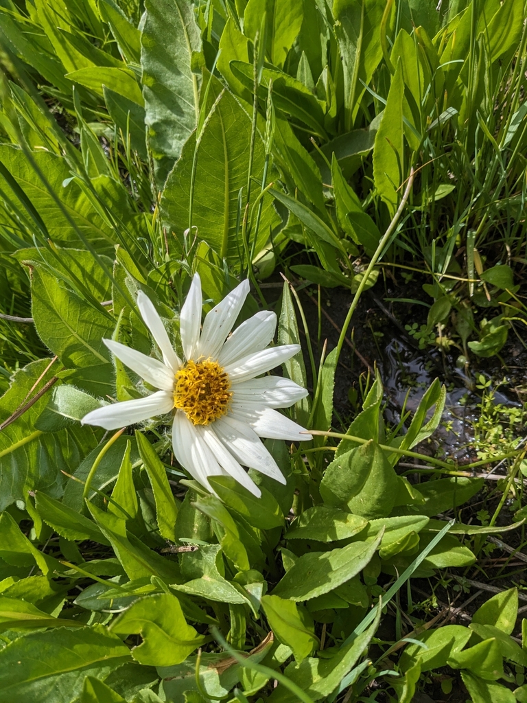 Sunflower Mule-ears from Drewsey, OR 97904, USA on May 29, 2024 at 10: ...