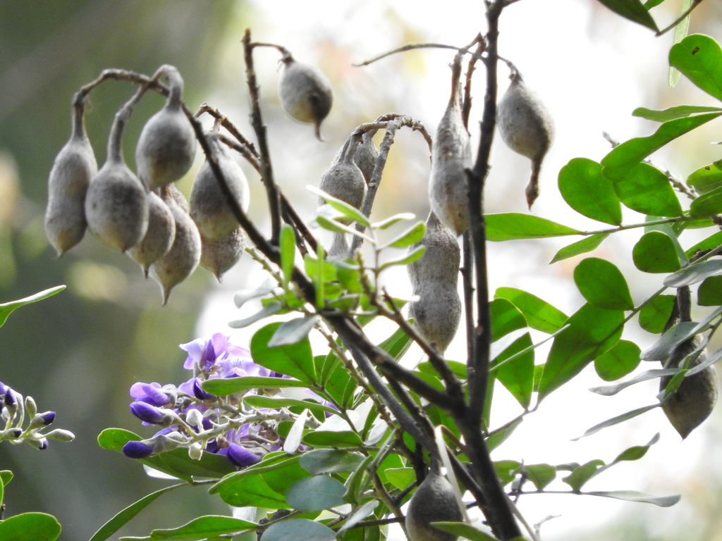 Texas mountain laurel from Cabecera Municipal, García, N.L., México on ...