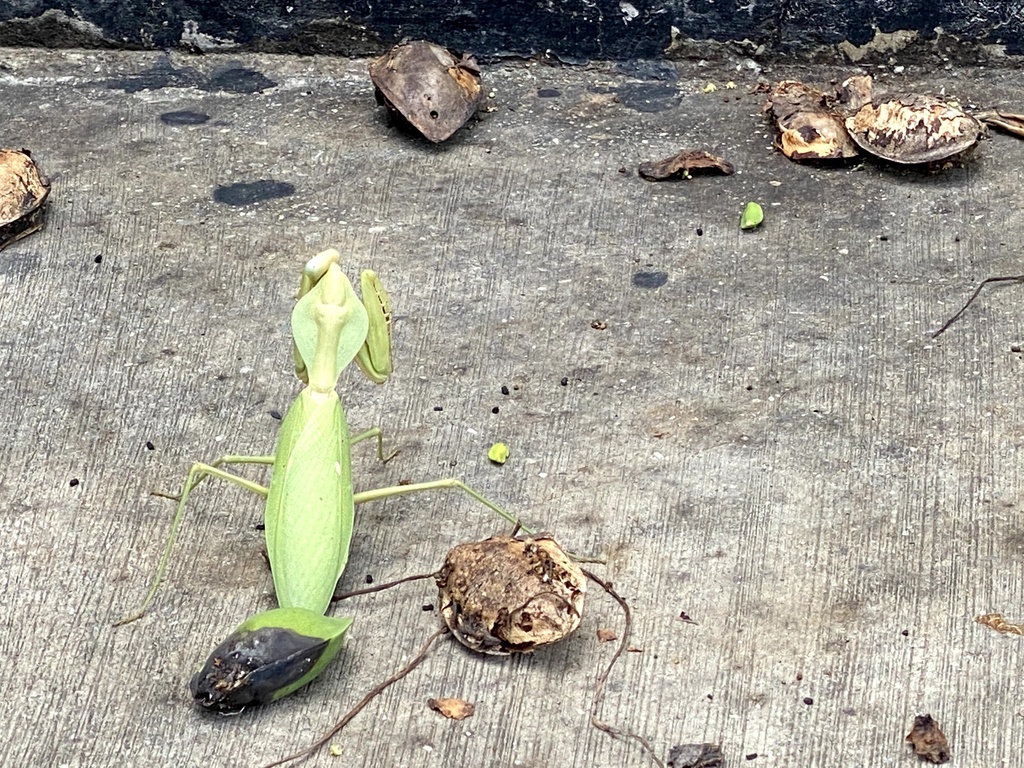 Timor Giant Shield Mantis from Timor, Timor-Leste, TL on February 23 ...
