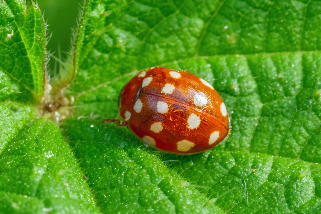 Cream-spotted Ladybird from Worcestershire, UK on May 6, 2024 at 08:36 ...