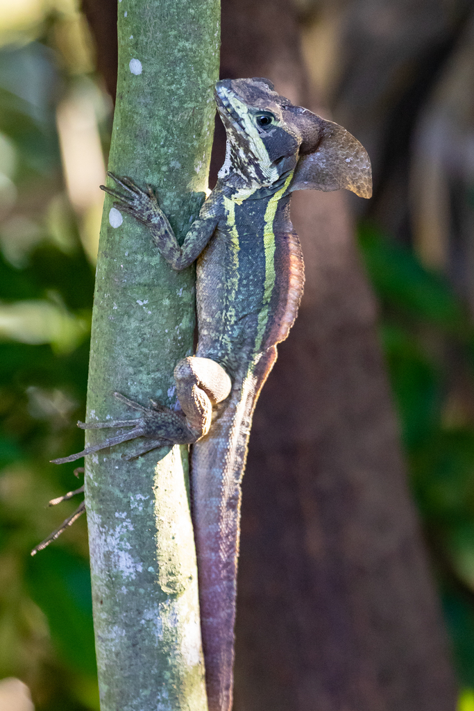 Brown Basilisk from Palm Beach County, FL, USA on May 31, 2019 at 06:27 ...