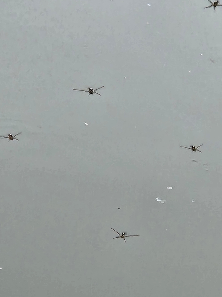 Rheumatobates rileyi from Scarborough, ON M1C, Canada on July 9, 2024 ...