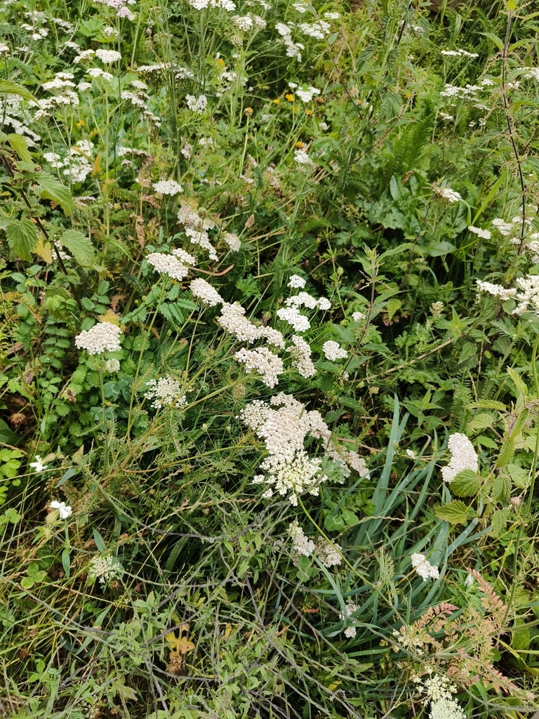 common yarrow from York YO26 4ZZ, UK on July 11, 2024 at 02:39 PM by ...