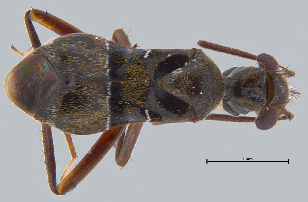 Pilophorus pleiku from Singapore on January 5, 2023 by Yap Ee Hean ...