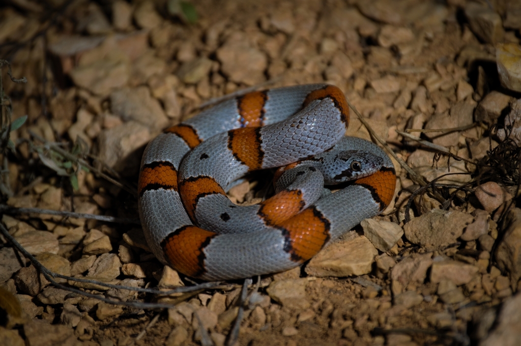 Gray-banded Kingsnake in June 2024 by Herp Texas · iNaturalist