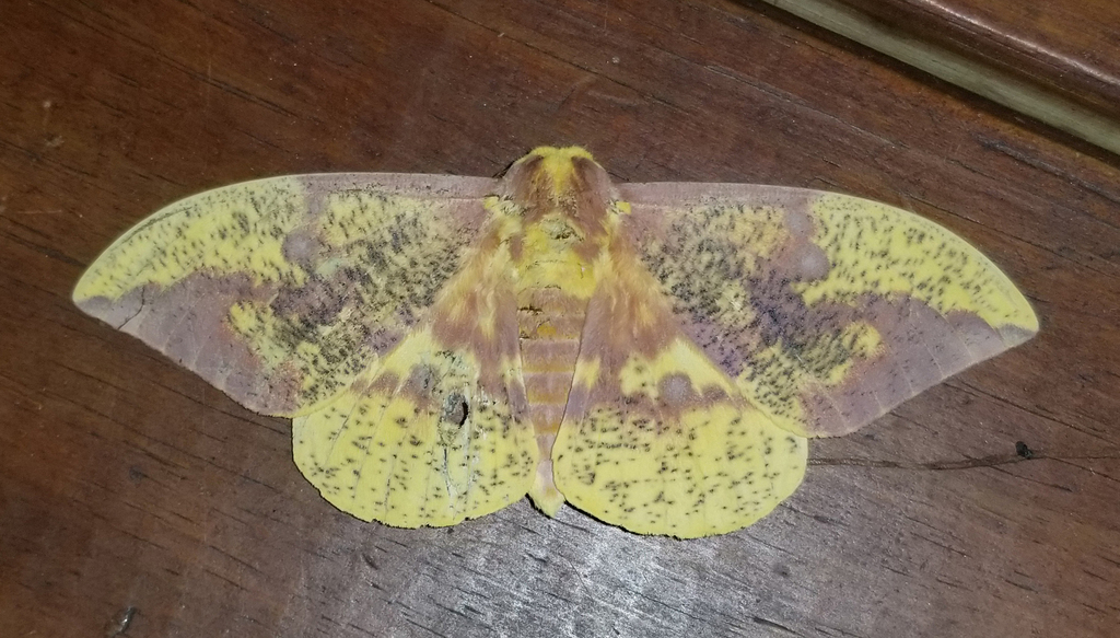 Imperial Moth from Fentress County, TN, USA on July 10, 2024 at 10:21 ...