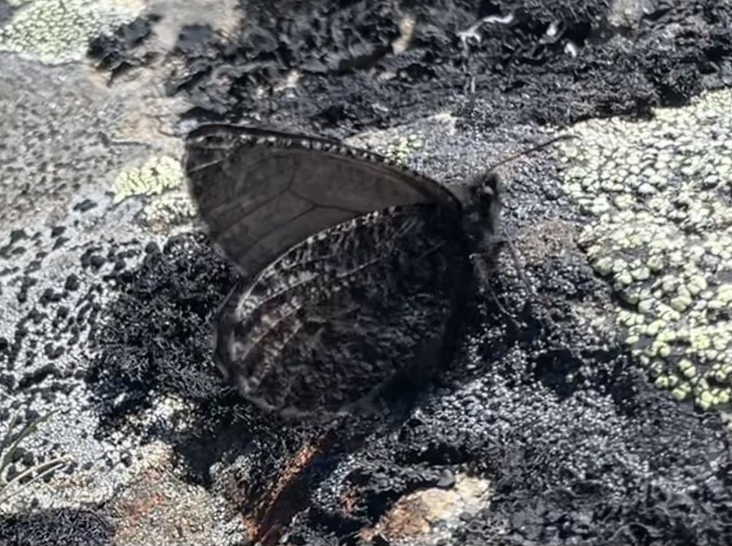 Melissa Arctic from Okanogan - Wenatchee National Forest, Loomis, WA ...