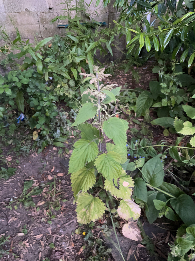great stinging nettle from Bath on June 19, 2024 at 09:33 PM by Raiya ...