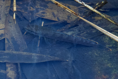 Shingon Snakehead (Channa shingon) · iNaturalist