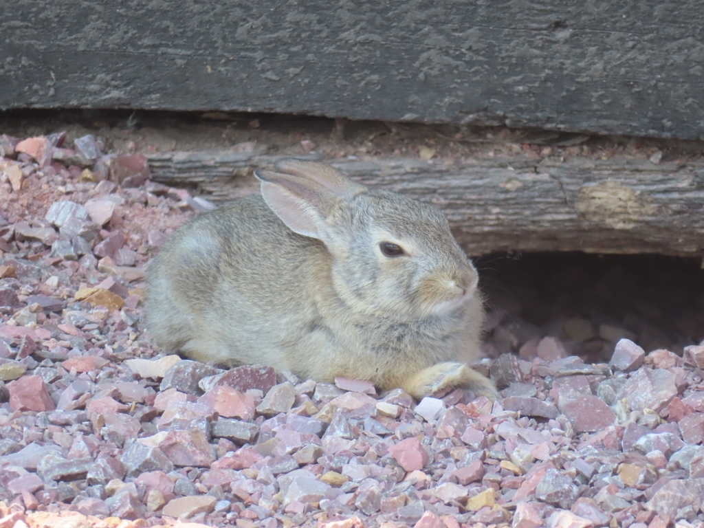 Desert Cottontail from Harrison, NE 69346, USA on July 11, 2024 at 12: ...