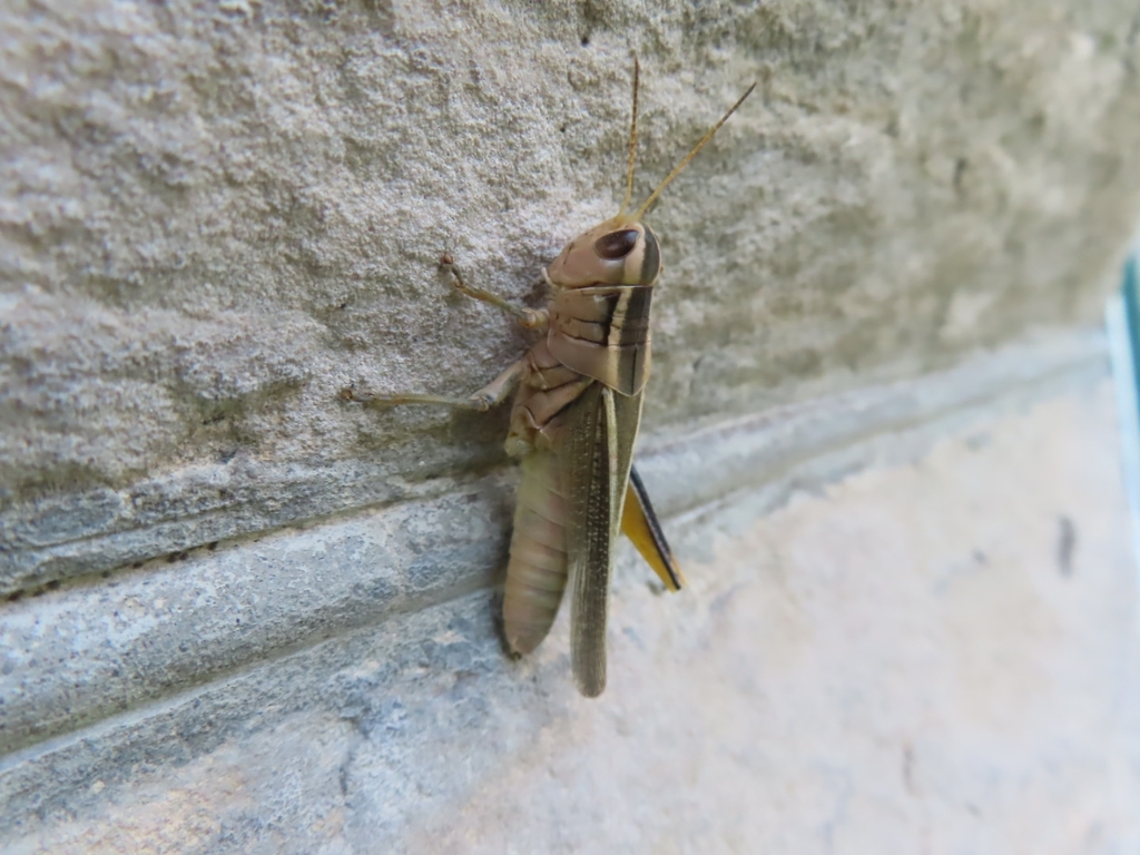 Two-striped Grasshopper from Harrison, NE 69346, USA on July 11, 2024 ...