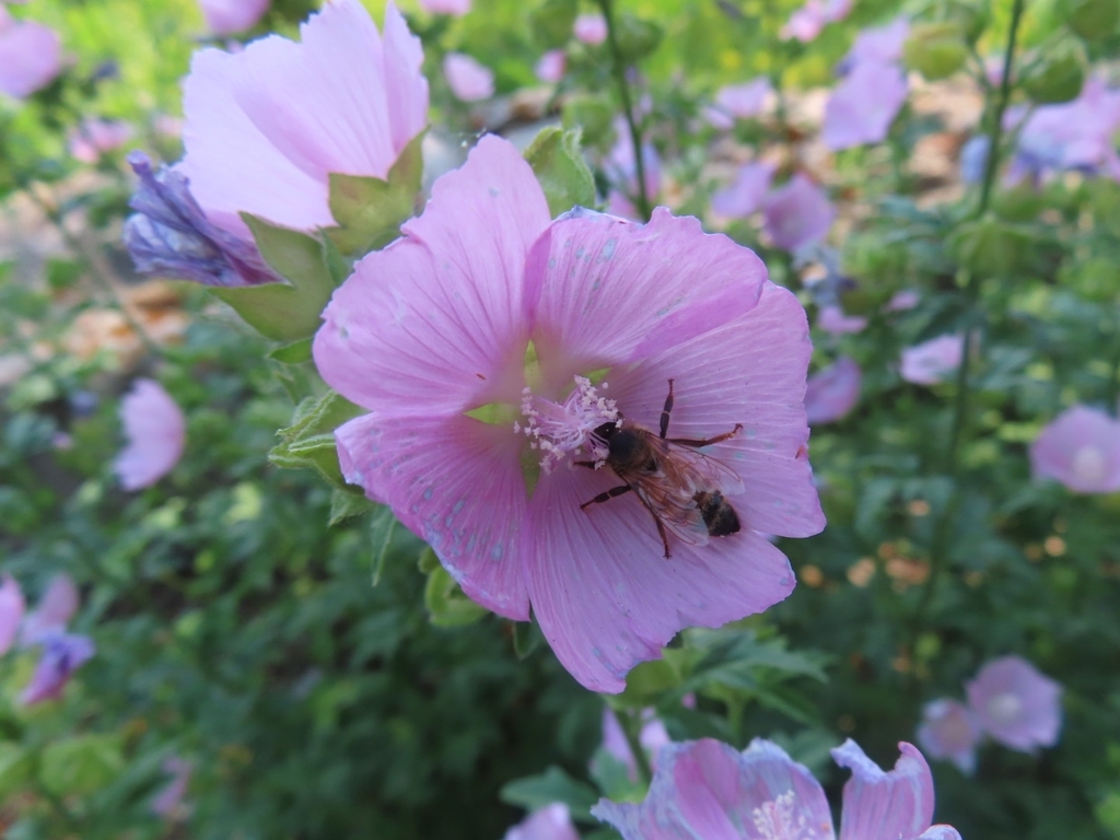 Western Honey Bee from Harrison, NE 69346, USA on July 11, 2024 at 01: ...