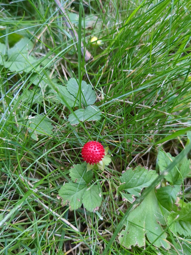 mock strawberry from Toronto, ON M6H 1M3, Canada on July 11, 2024 at 06 ...