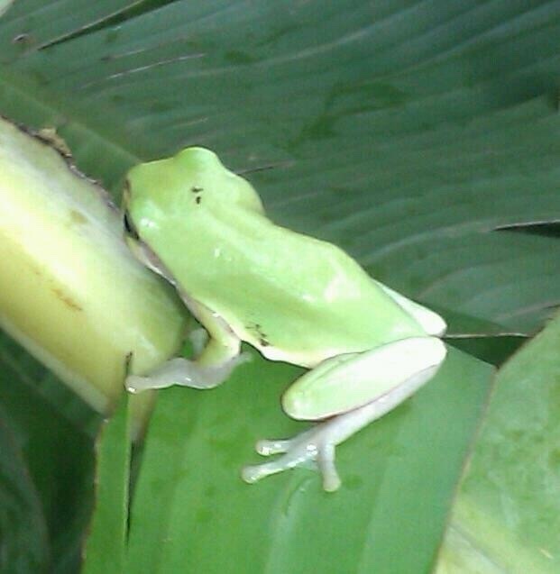 Common Chinese Tree Frog from 臺灣島, 玉井區, TNN, TW on December 10, 2012 at ...