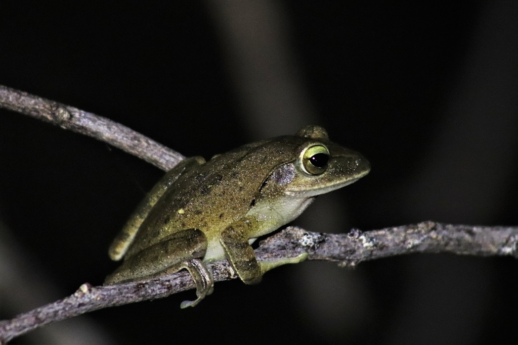 Brown Tree Frog from Yona, Guam on October 14, 2018 at 07:10 PM by ...