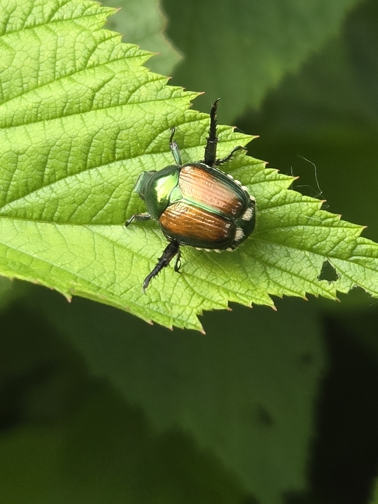 Winsome Fly from Minnetrista, MN 55375, USA on July 11, 2024 at 06:18 ...