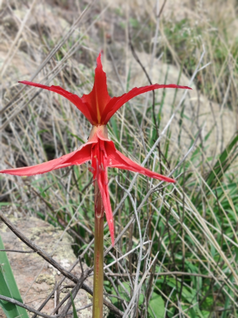 Aztec Lily from 20994 Ags., México on July 10, 2024 at 03:17 PM by ...